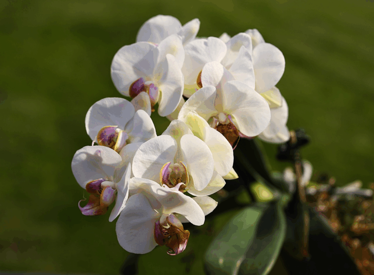 Significado das flores: o que cada espécie representa em momentos de ...