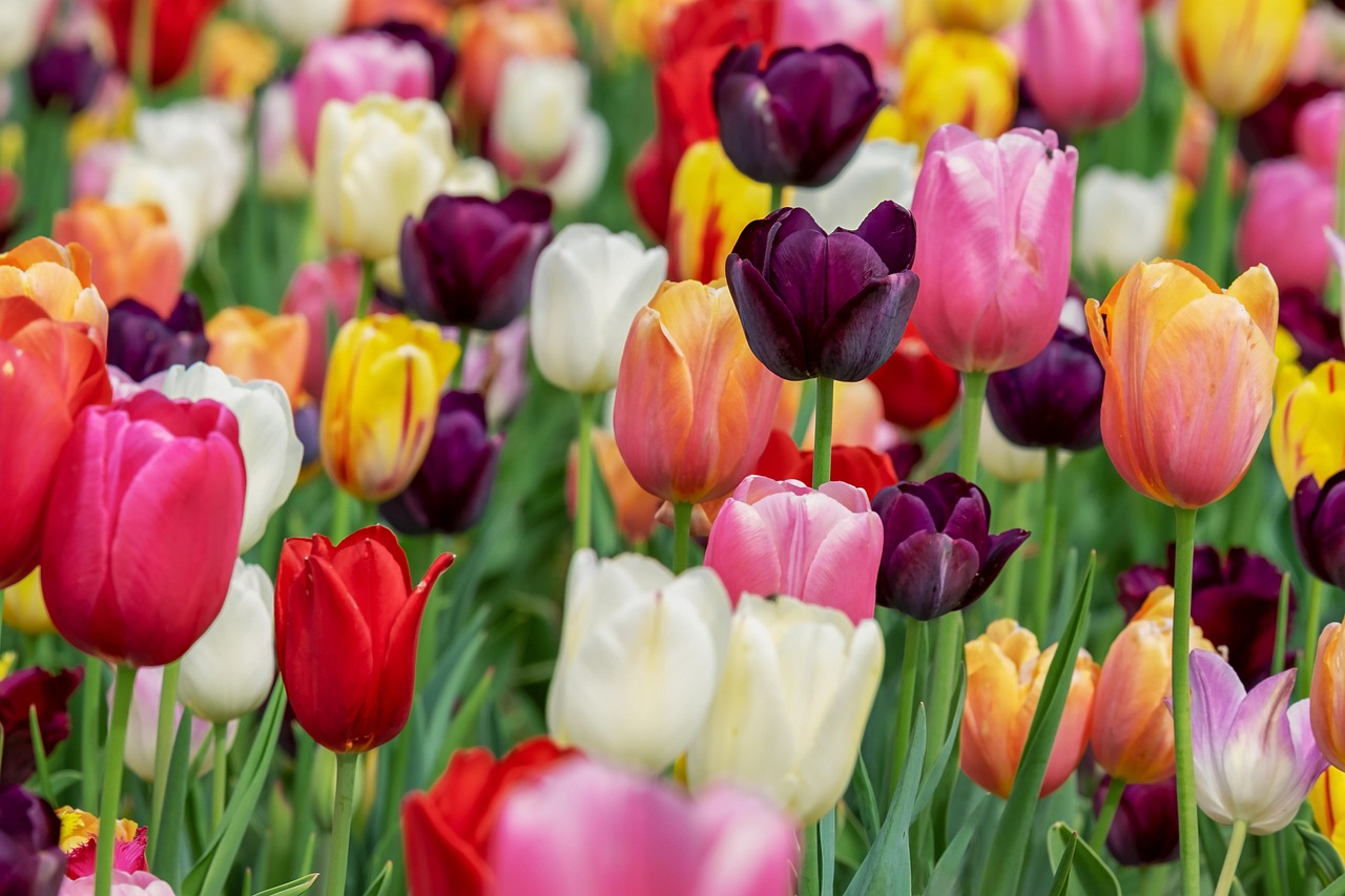 Significado das flores: o que cada espécie representa em momentos de ...