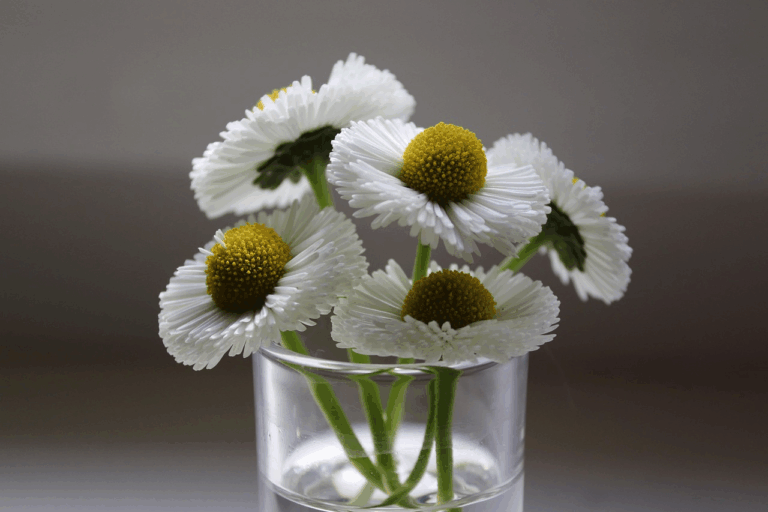 Significado das flores: o que cada espécie representa em momentos de ...
