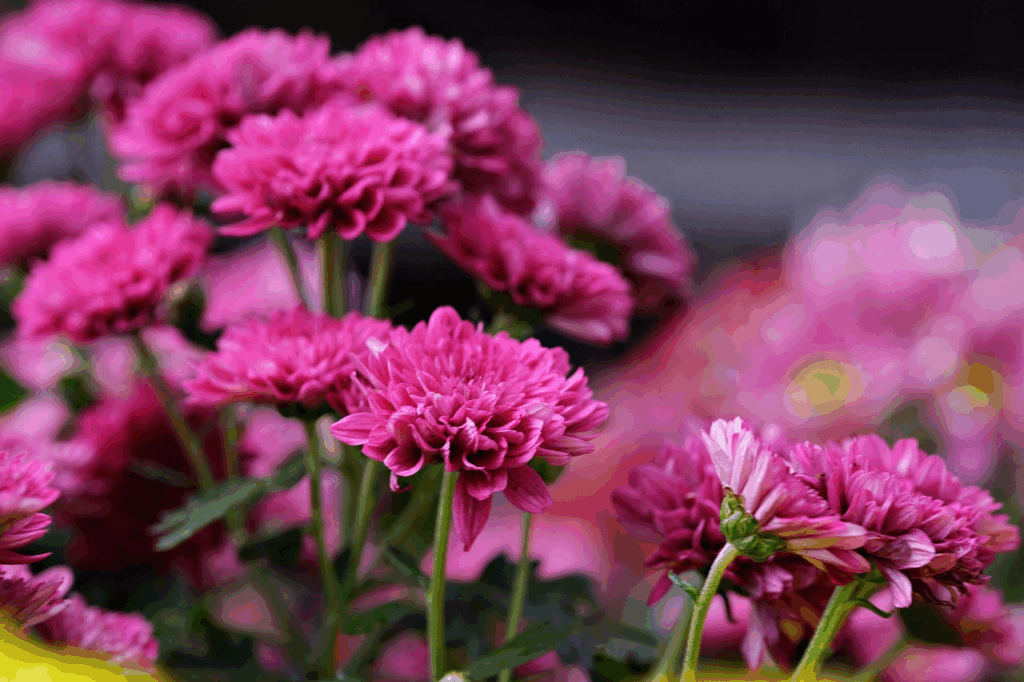 Significado das flores: o que cada espécie representa em momentos de ...