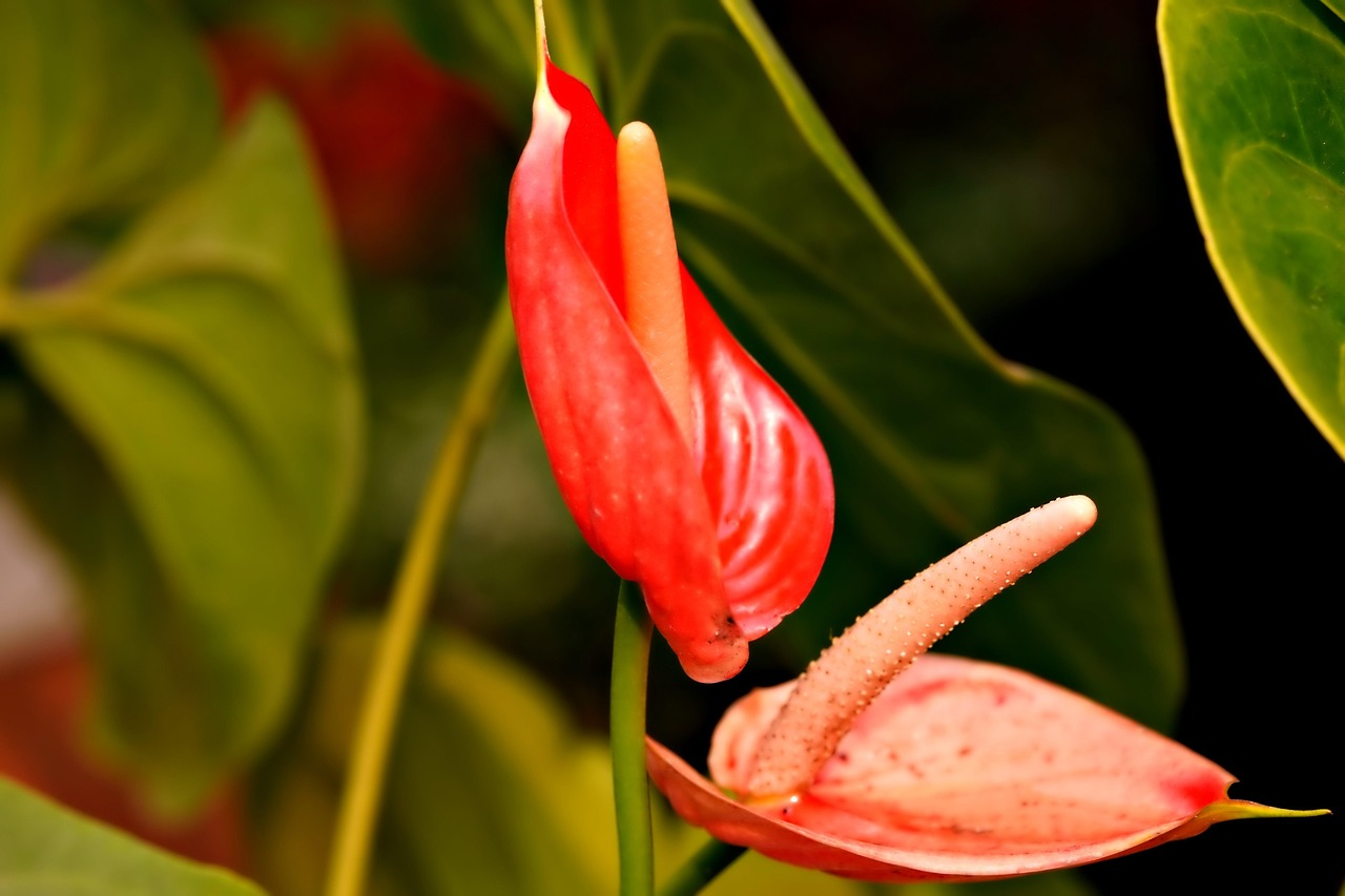 Significado das flores: o que cada espécie representa em momentos de ...