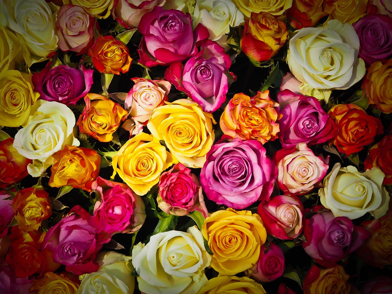 Significado das flores: o que cada espécie representa em momentos de ...