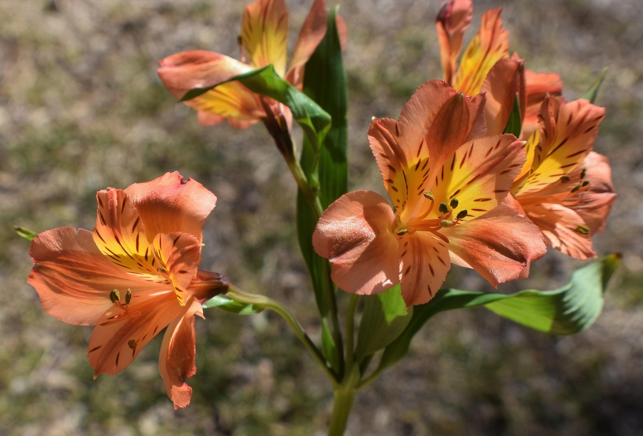 Significado das flores: o que cada espécie representa em momentos de ...