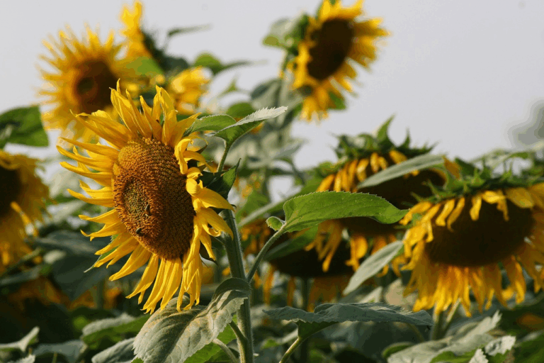 Significado das flores: o que cada espécie representa em momentos de ...