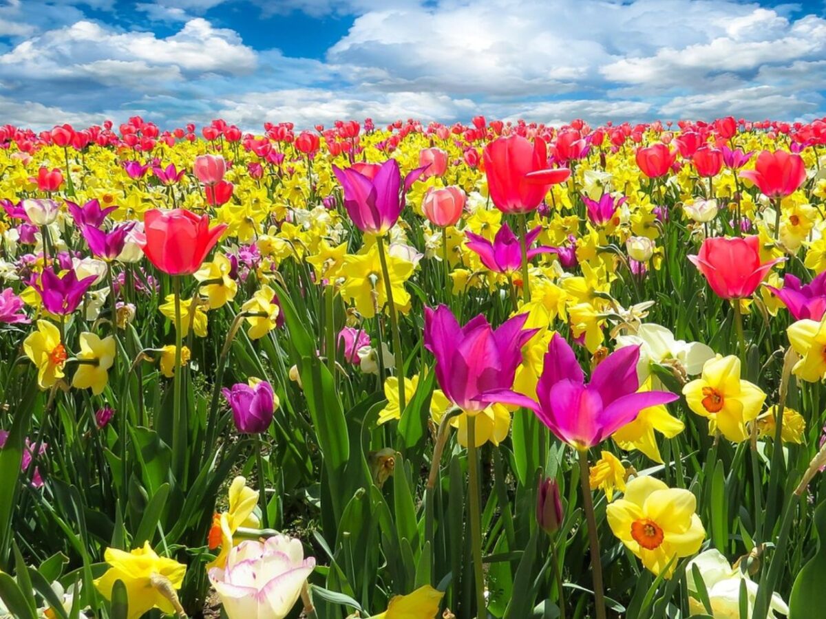 Significado das flores: o que cada espécie representa em momentos de ...